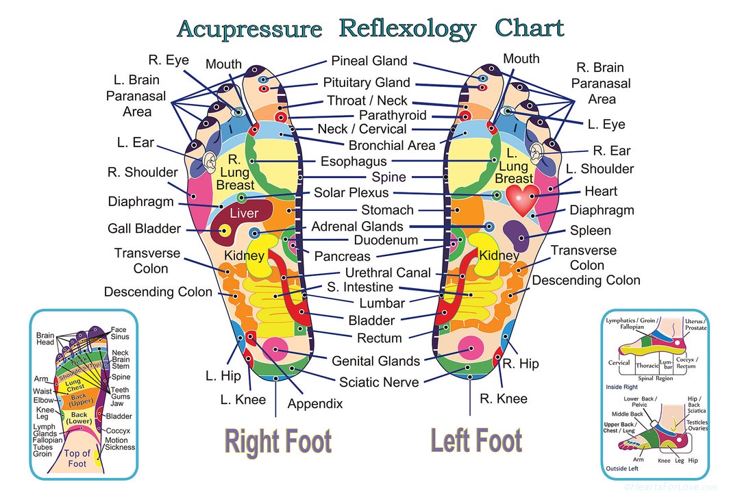 Acupressure and Reflexology Chart for the Feet. Professional Quality ...