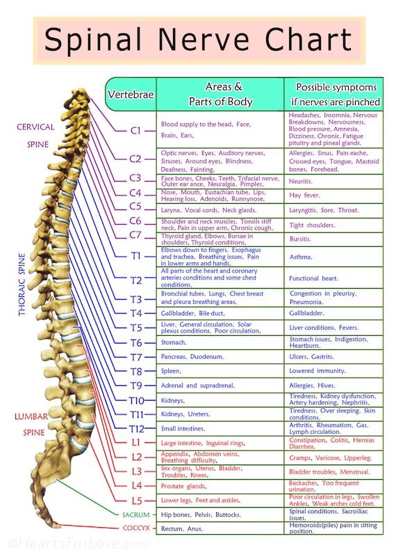 Spinal Nerve Pain Chart