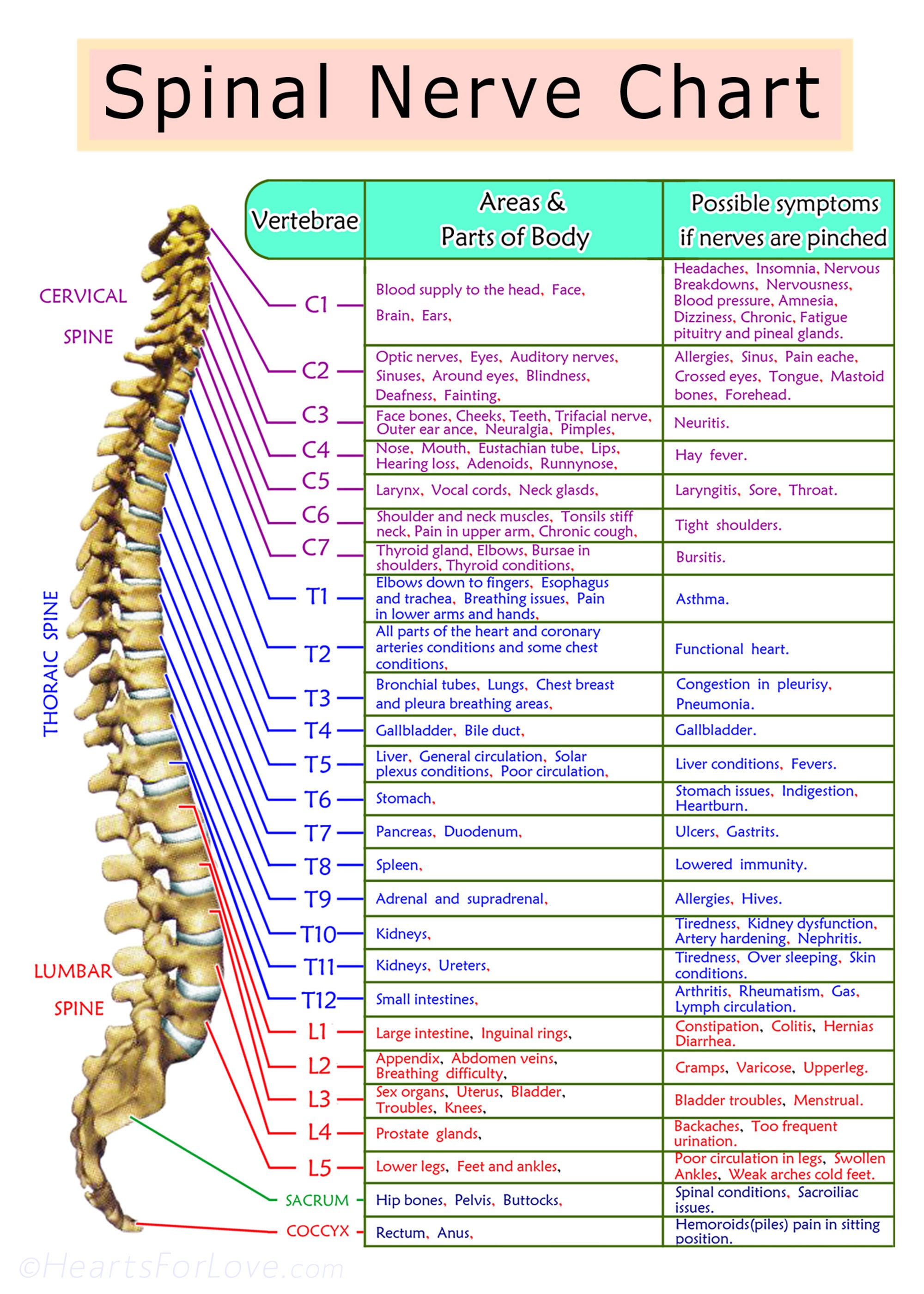 Spinal Nerve Chart Anatomy Spinal Nerve Chart Anatomy