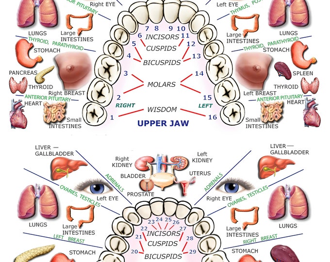 Teeth Reflexology Guide, Photographic Paper Print, 3 Sizes - Etsy