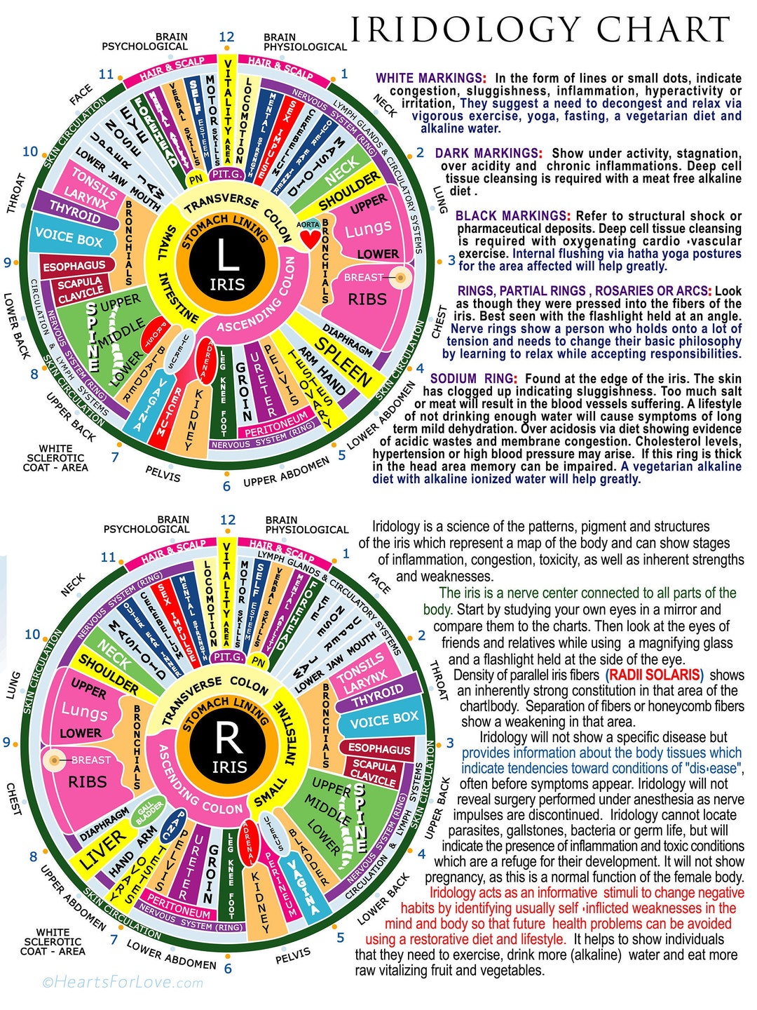 Iridology Chart, up to 18x24 Inch. Professional Quality Print - Etsy