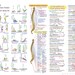 Acupressure Reflexology Chart With Precise Hand Diagrams. Professional Print. - Etsy Canada