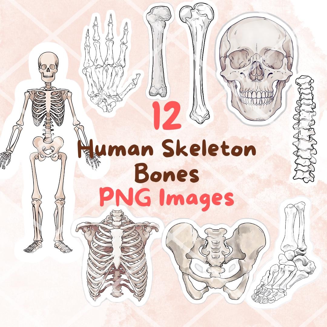 Skeletal Anatomy Clipart Bundle: Biology Science Illustrations (12 PNG ...