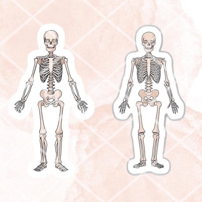 Skeletal Anatomy Clipart Bundle: Biology Science Illustrations (12 PNG ...