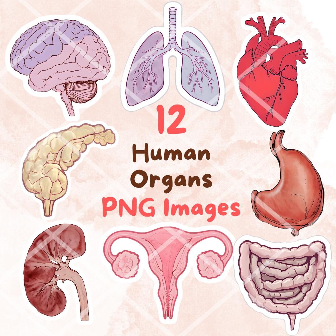 Organ Anatomy Clipart Bundle: Biology Science Illustrations (12 PNG ...
