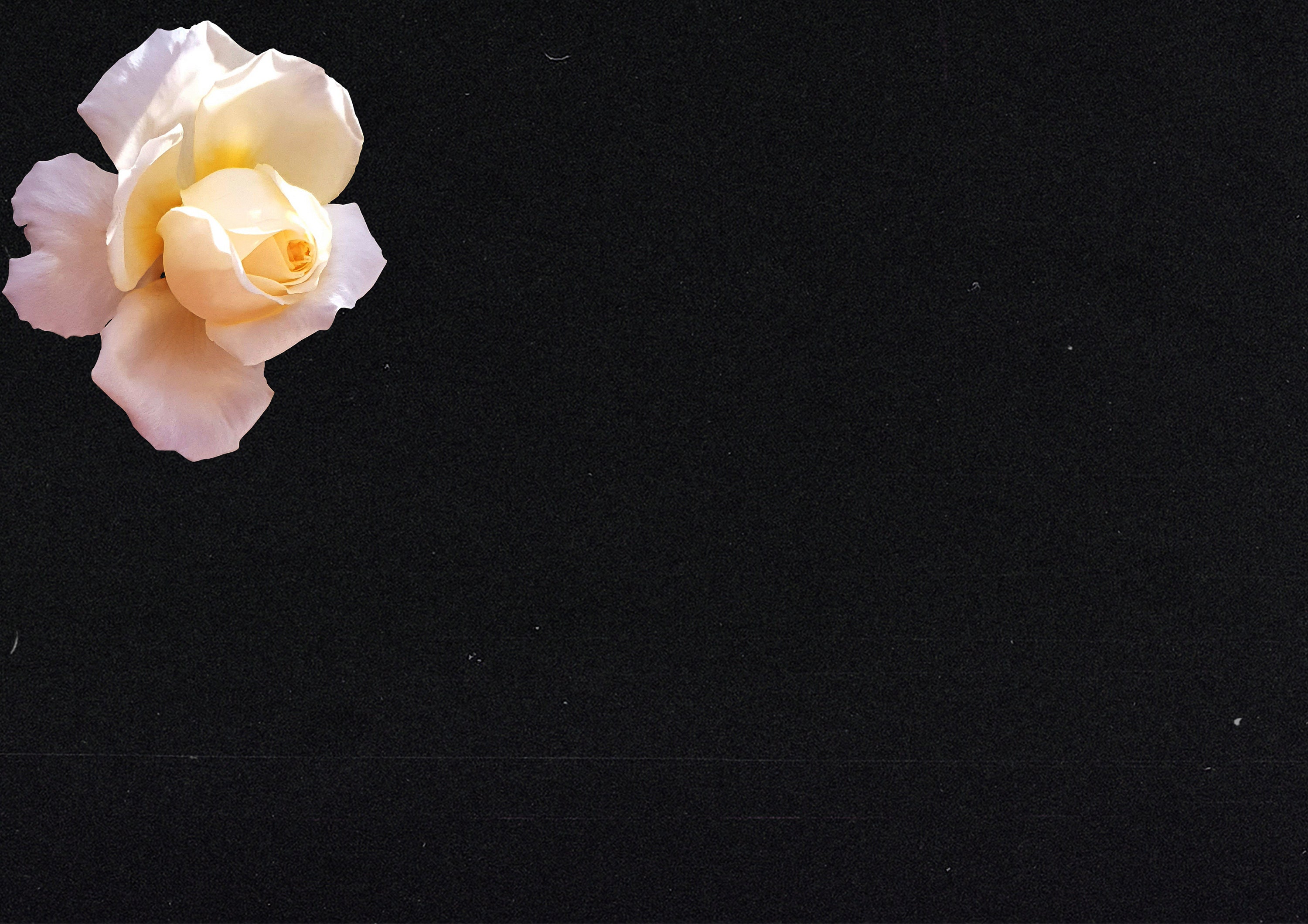 A Set of Real Flowers - PNG Pack - Vol 1 | DIGITAL DOWNLOAD - Etsy