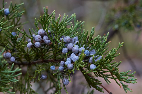 Eastern Red Cedar Seed