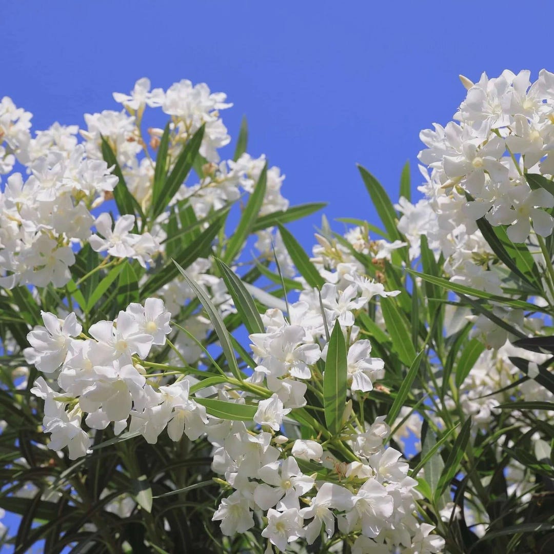 100 Nerium Oleander Seeds (white-flowering) Rosenlorbeer, Laurier-rose ...