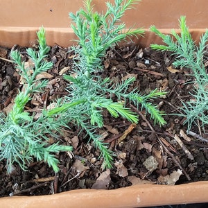 100 semillas de Secuoya Gigante, Sequoiadendron giganteum. Secuoya ...