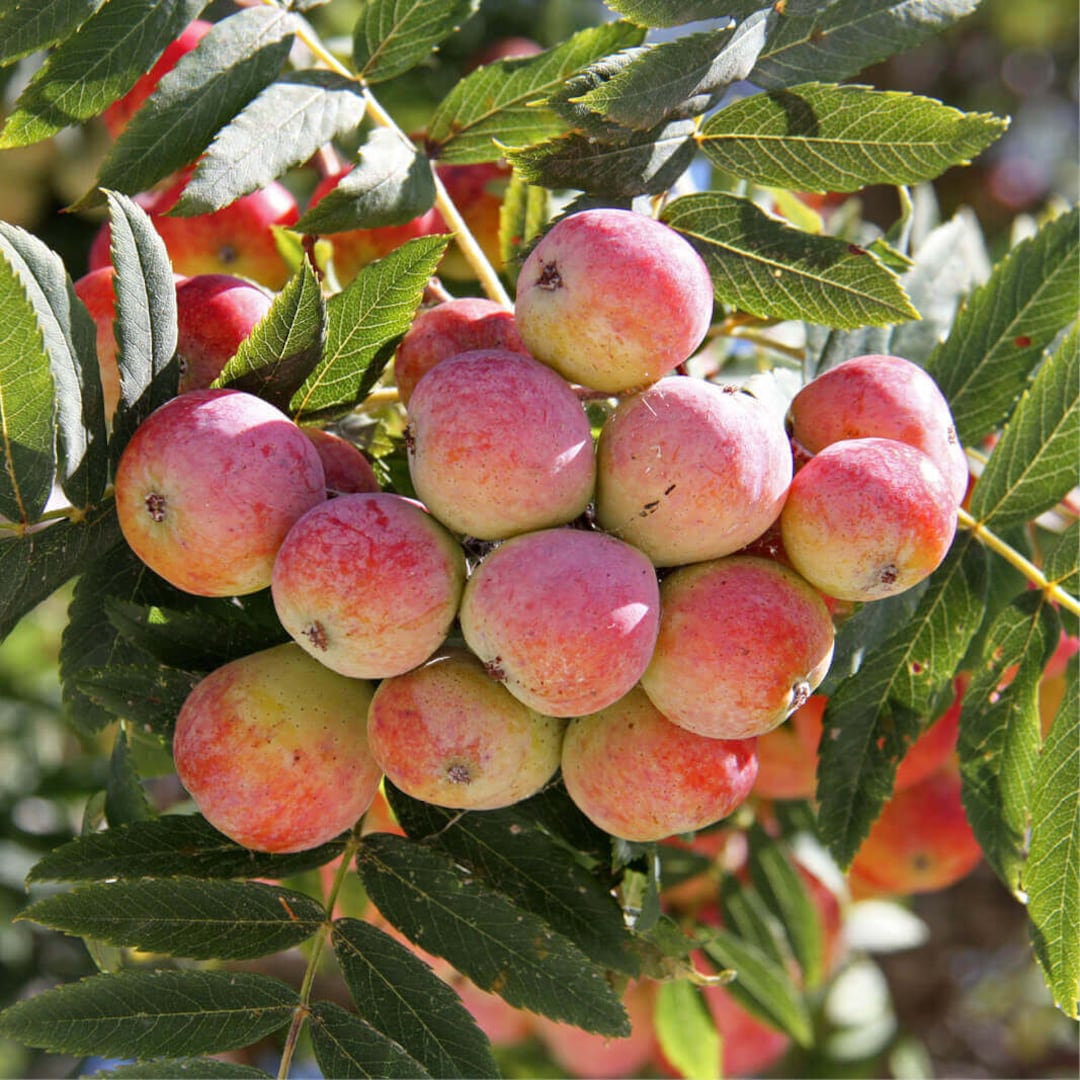 50 Service Tree Seeds Cormus Domestica (sorbus Domestica) Speierling ...