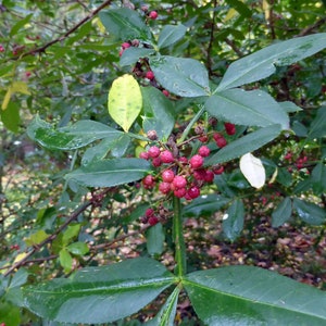 50 Sichuan Pepper Seeds (zanthoxylum Armatum) Rattan Pepper, Timut ...