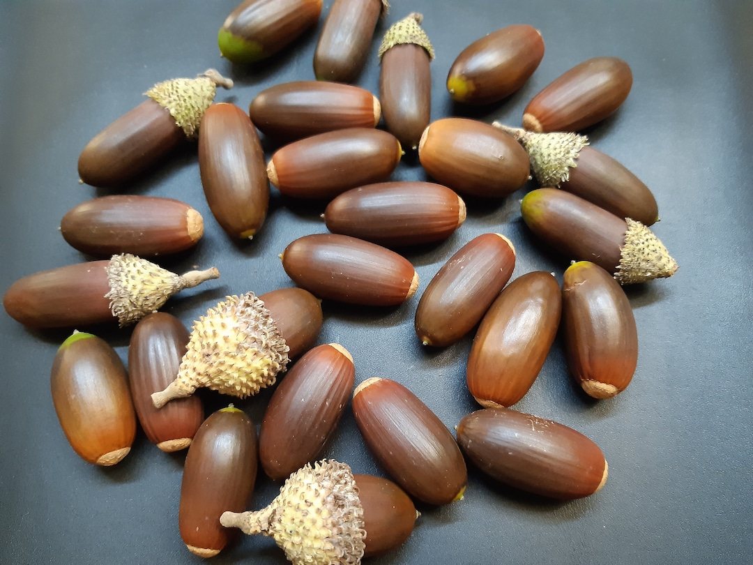 20 Cork Oak Seeds Quercus Suber. Chêne-liège Korkeiche - Etsy UK