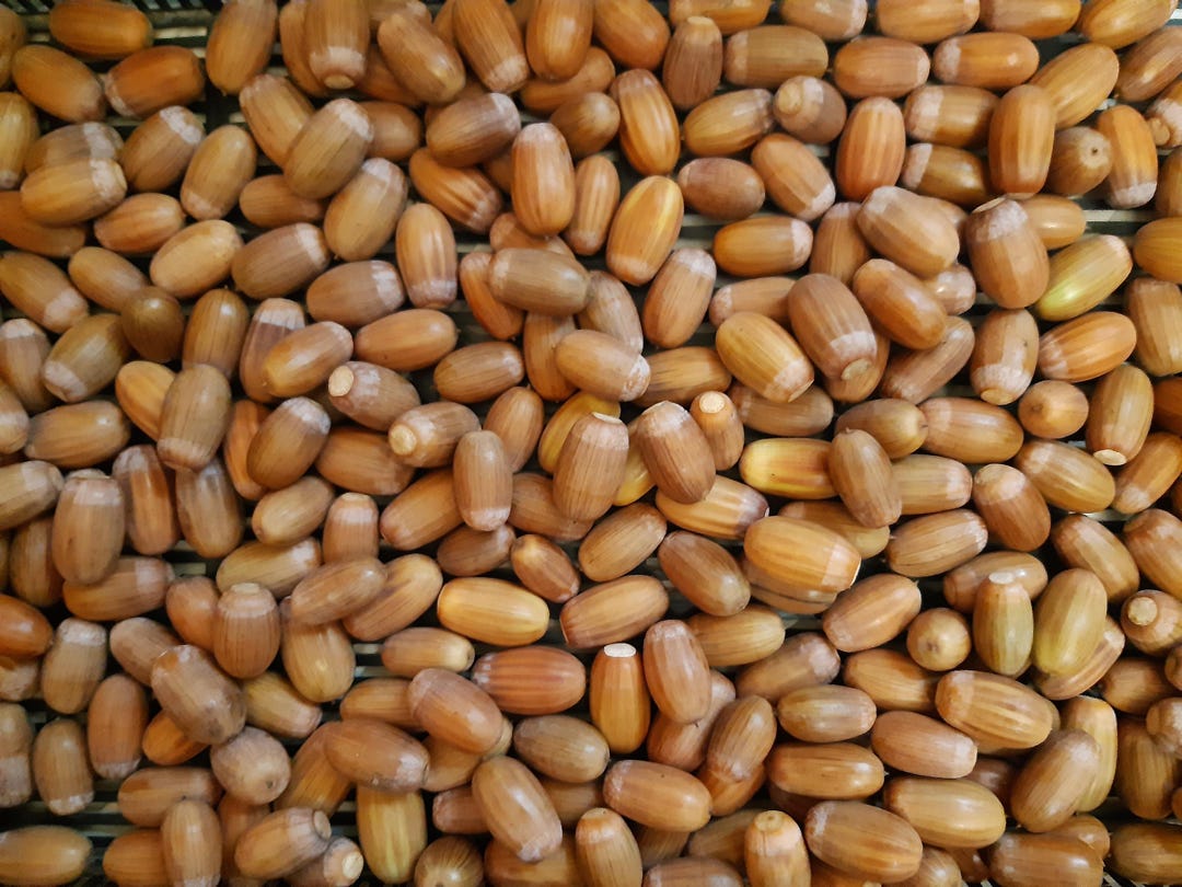 1 Kg Quercus Robur Seeds, English Oak, Pedunculate Oak, Stieleiche ...