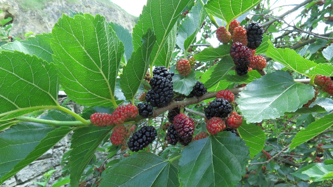 10 Black Mulberry Cuttings (morus Nigra) Mûrier Noir, Schwarze ...