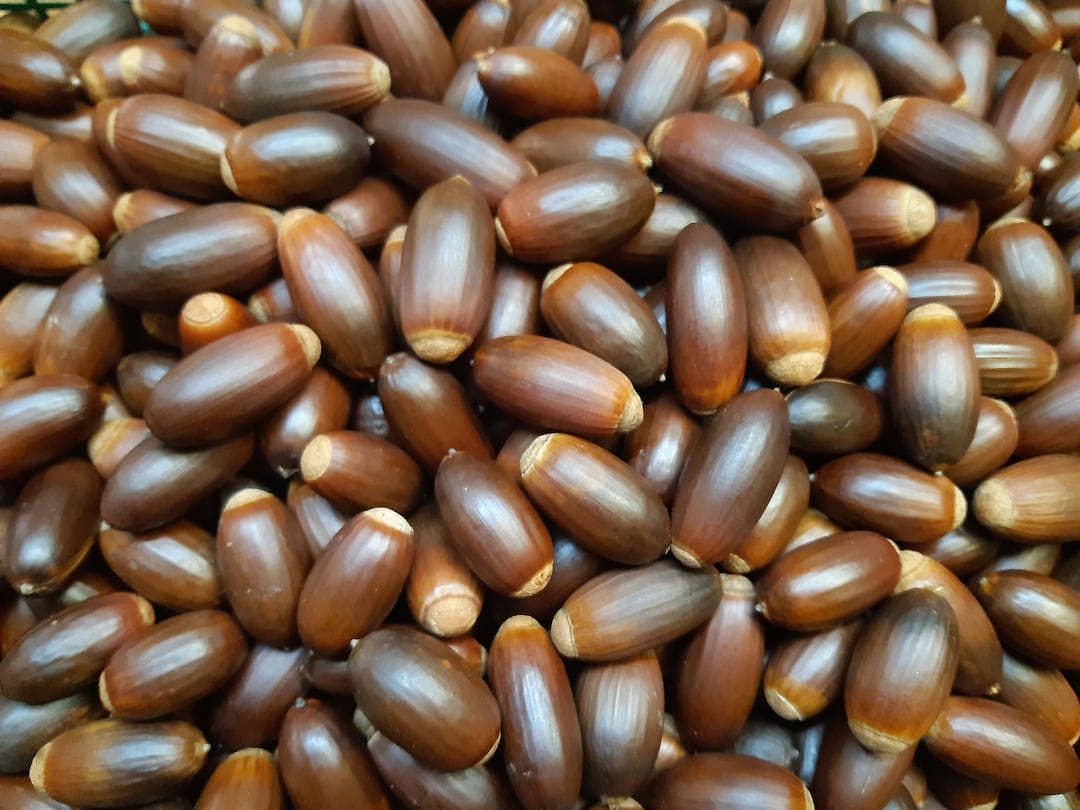 1 Kg Cork Oak Seeds, Quercus Suber. Chêne-liège, Korkeiche, Kurkeik ...