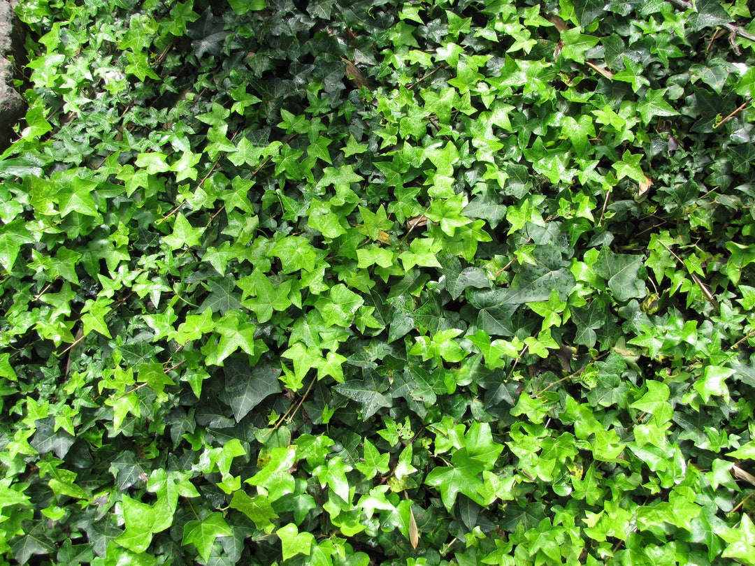 100 English Ivy Seeds hedera Helix Klimop Lierre Grimpant - Etsy Australia