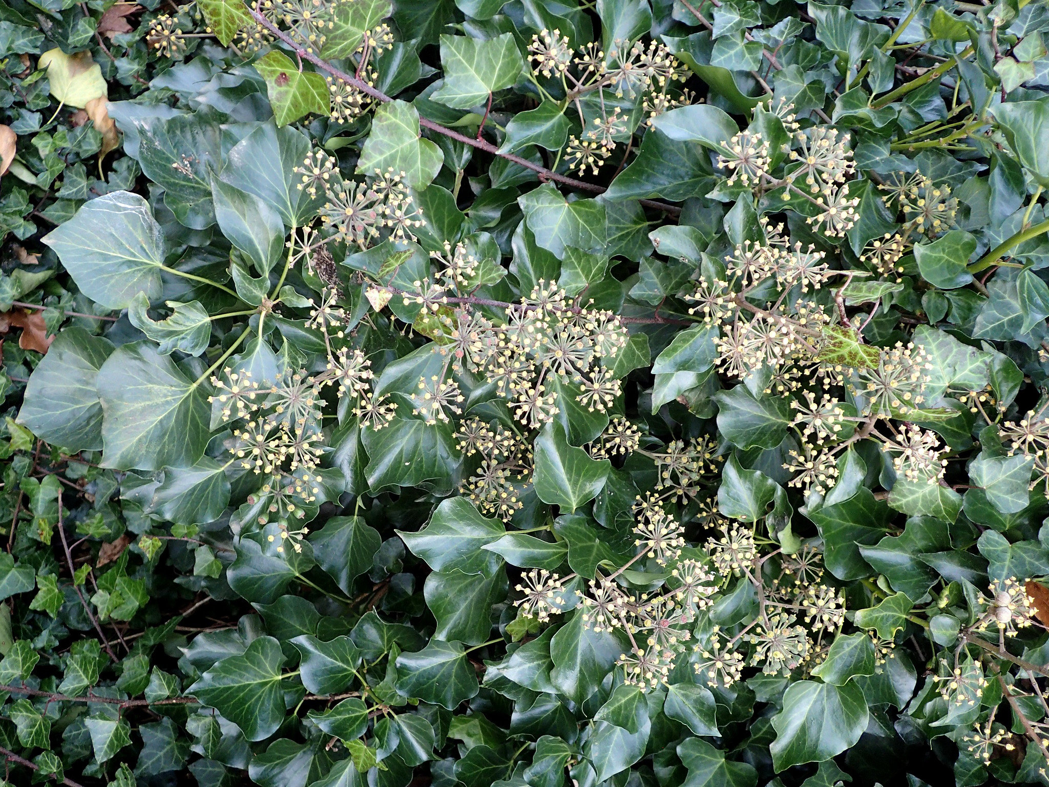 50 graines de lierre anglais (Hedera helix) Klimop, Lierre grimpant ...