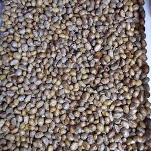 100 English Ivy Seeds. 100 Hedera Helix Seeds European Ivy | Etsy Australia