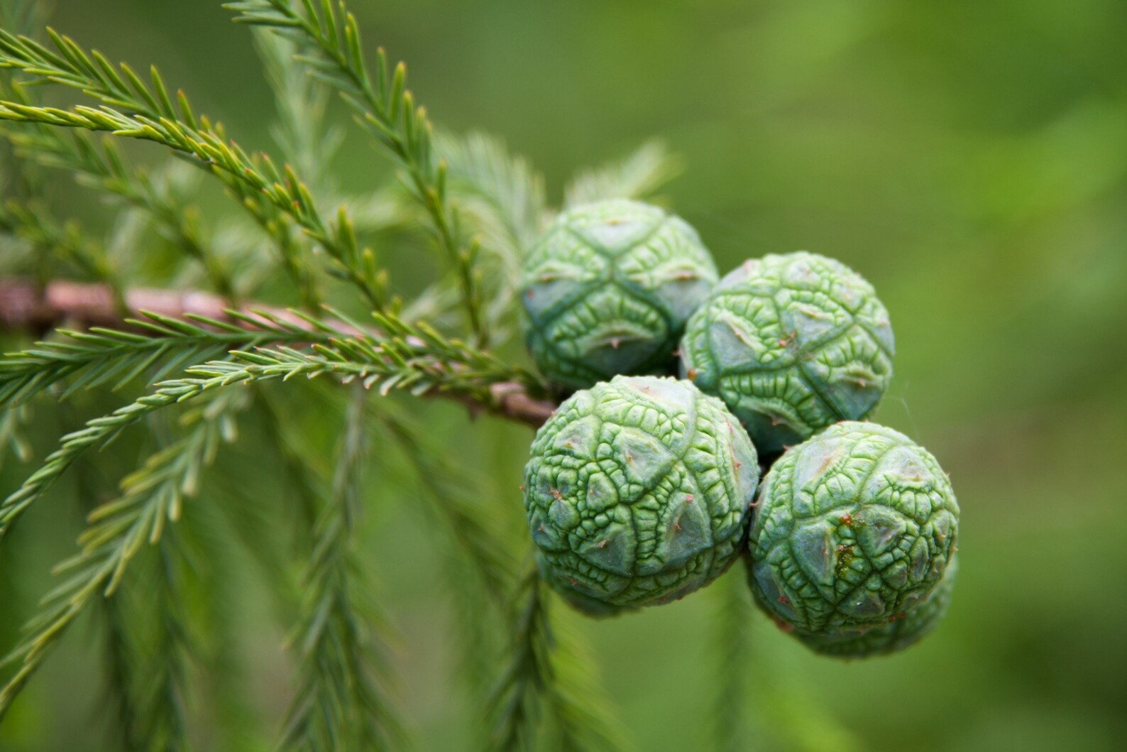 100 Bald Cypress Seeds. 100 Fresh Seeds Taxodium Distichum | Etsy