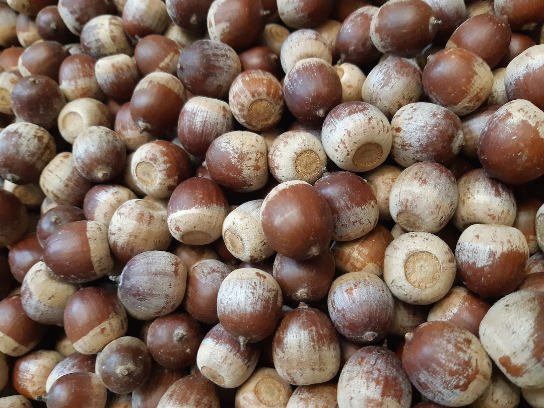 20 Red Oak Seeds quercus Rubra Northern, Champion Oak, Chêne Rouge D ...