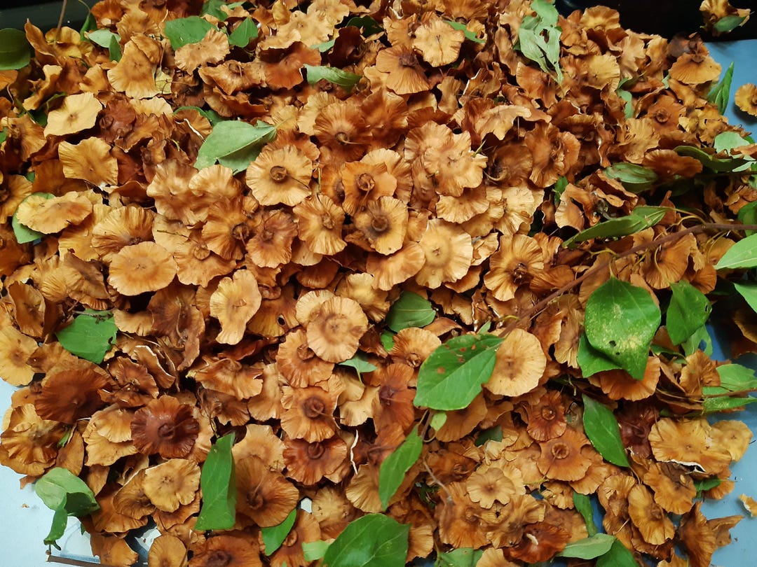 100 Jerusalem Thorn Seeds (paliurus Spina-christi) Christ's Thorn ...