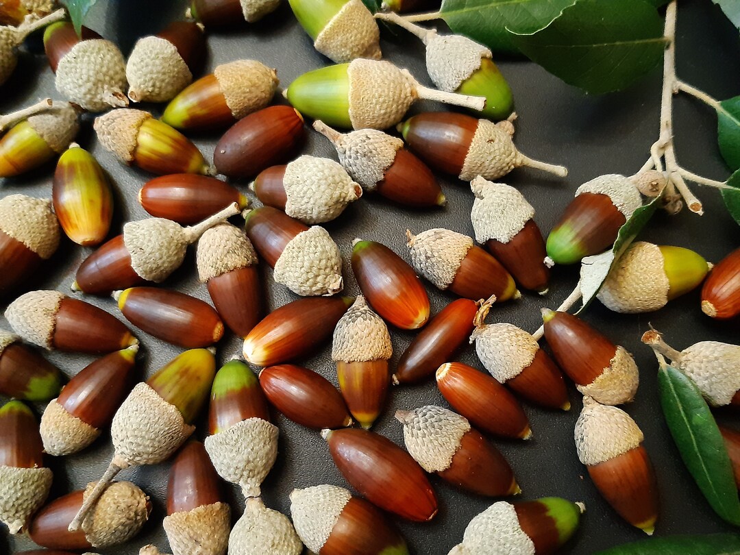 10 Holly Oak Seeds Quercus Ilex, Holm Oak, Chêne Vert, Steineiche ...