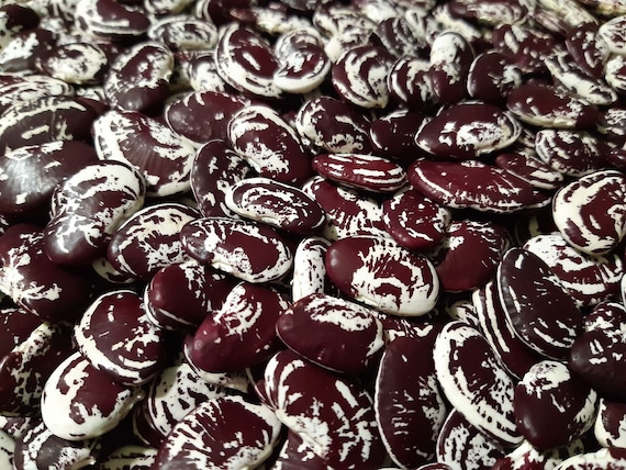 Cultivo De Frijoles De Lima FRIJOL LACTAO AGROMIPERU