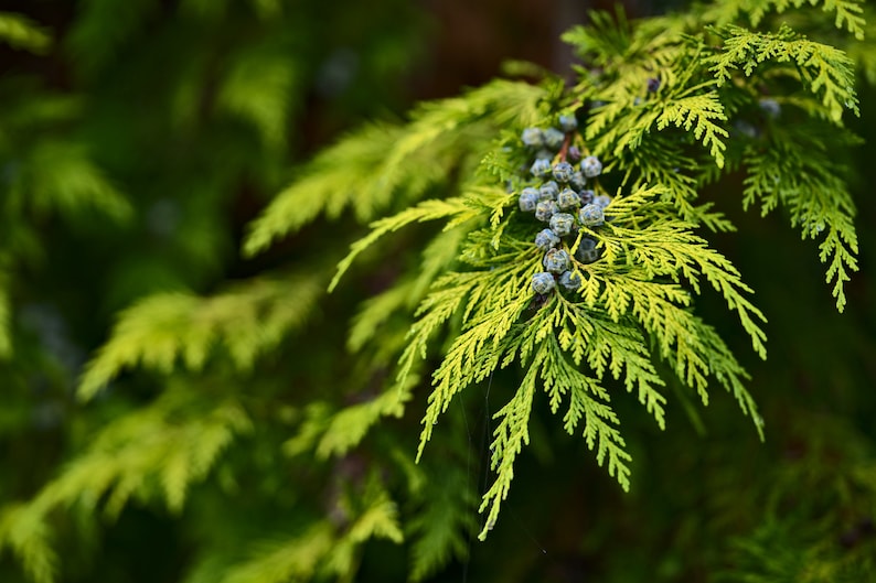 200 semillas de ciprés Lawson 200 semillas frescas - Etsy España