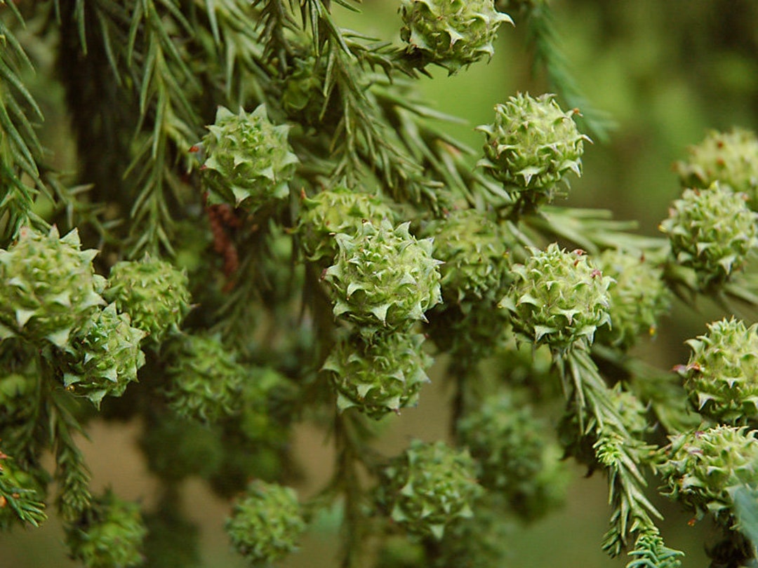 200 graines de Cryptomeria japonica. 200 graines fraîches Cèdre du ...