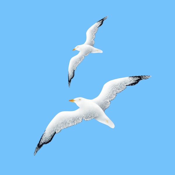 Seagull Wall Decor - Etsy