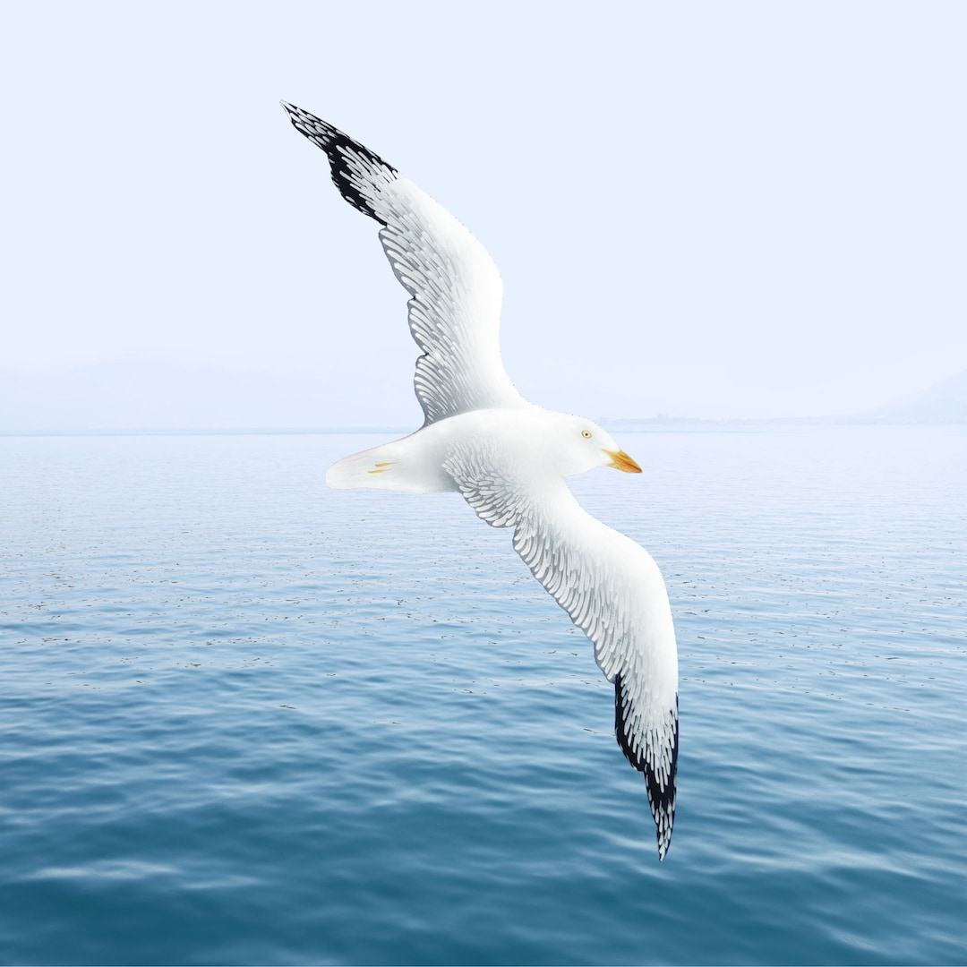 Simply. Fly High\ Flying Seagull Bird Wall Art \ Beach Coastal ...