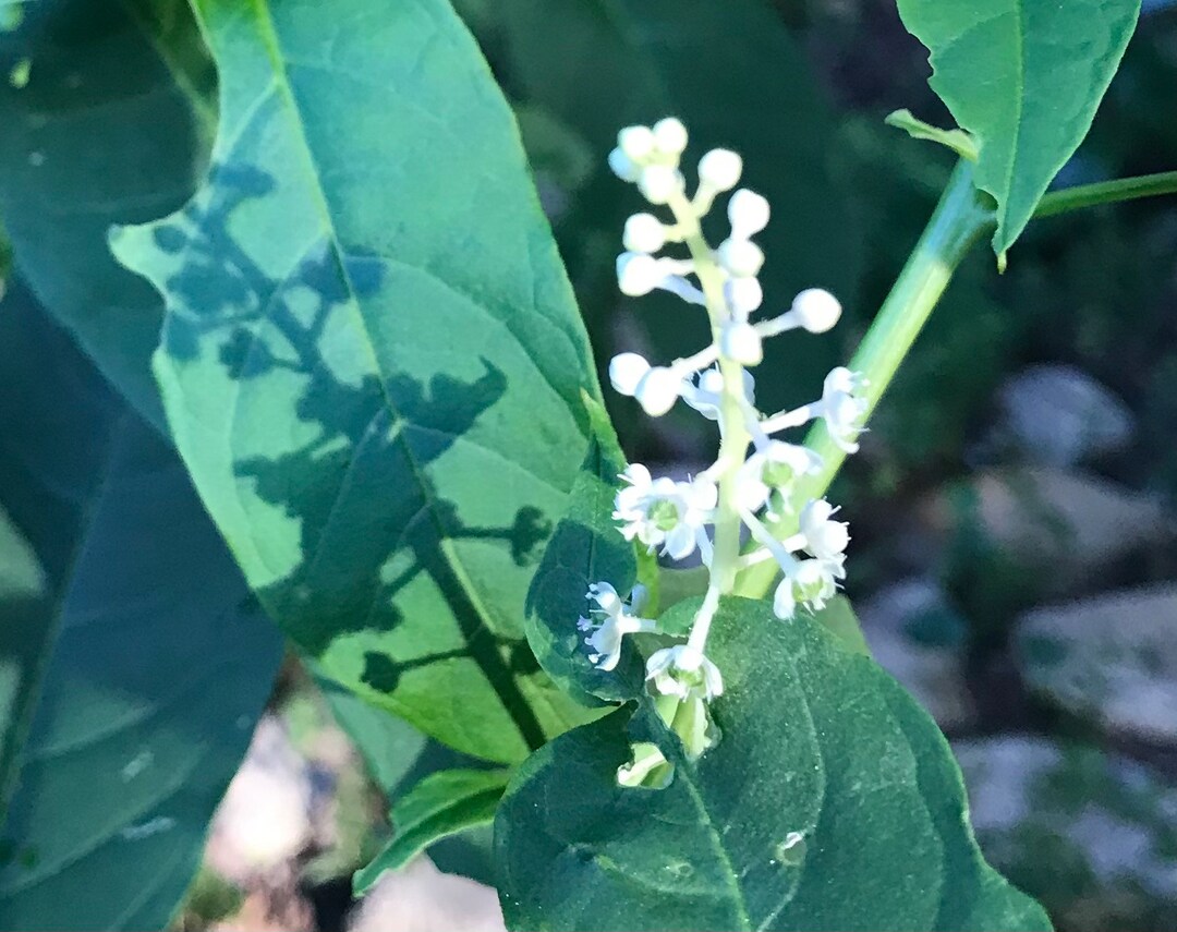 Poke Flower Essence - Etsy