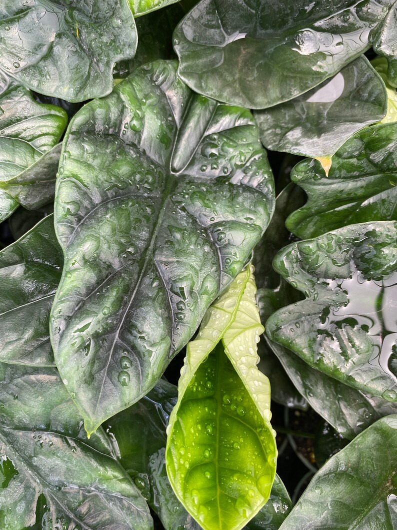 Alocasia Sinuata quilted Dream Established Plants | Etsy