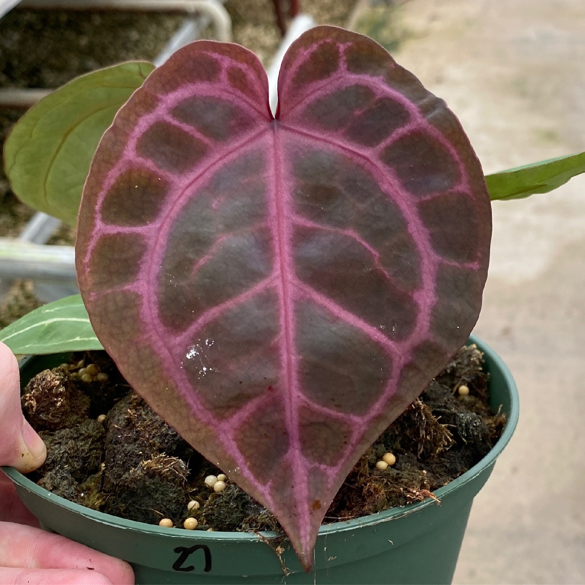 Anthurium Red Crystallinum. Growers Choice Please Read | Etsy