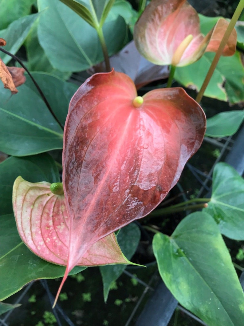 Anthurium Rainbow Champion Well established plant in bloom | Etsy