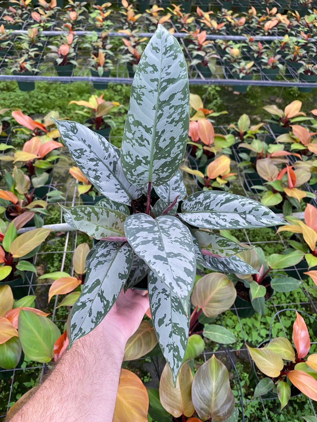 Apoballis Acuminatissima 'lavallaei' Large Mature - Etsy