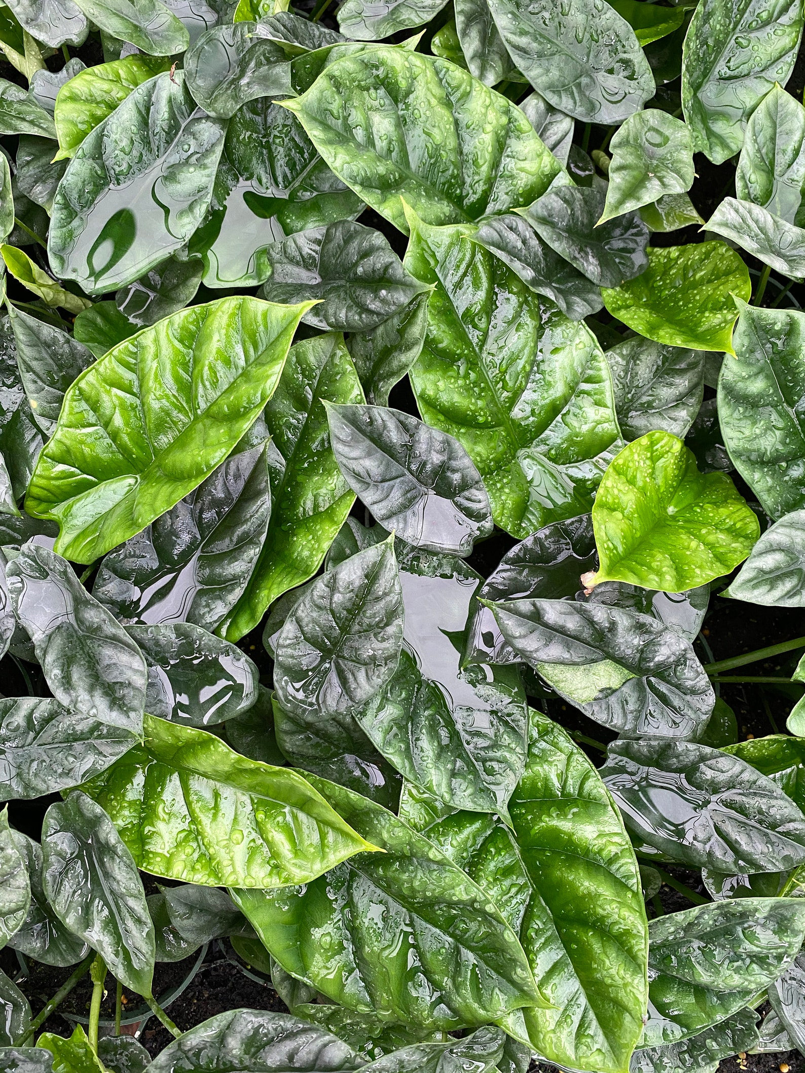 Alocasia sinuata Quilted Dream Established Plants - Etsy België