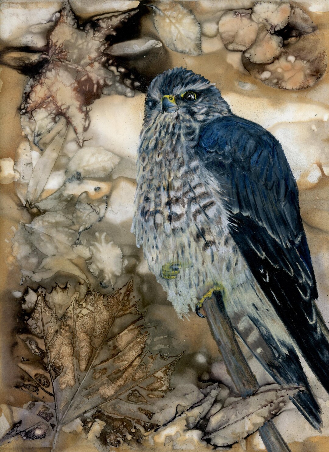 Merlin Falcon Giclee Print - Watercolor and Colored Pencil Illustration ...