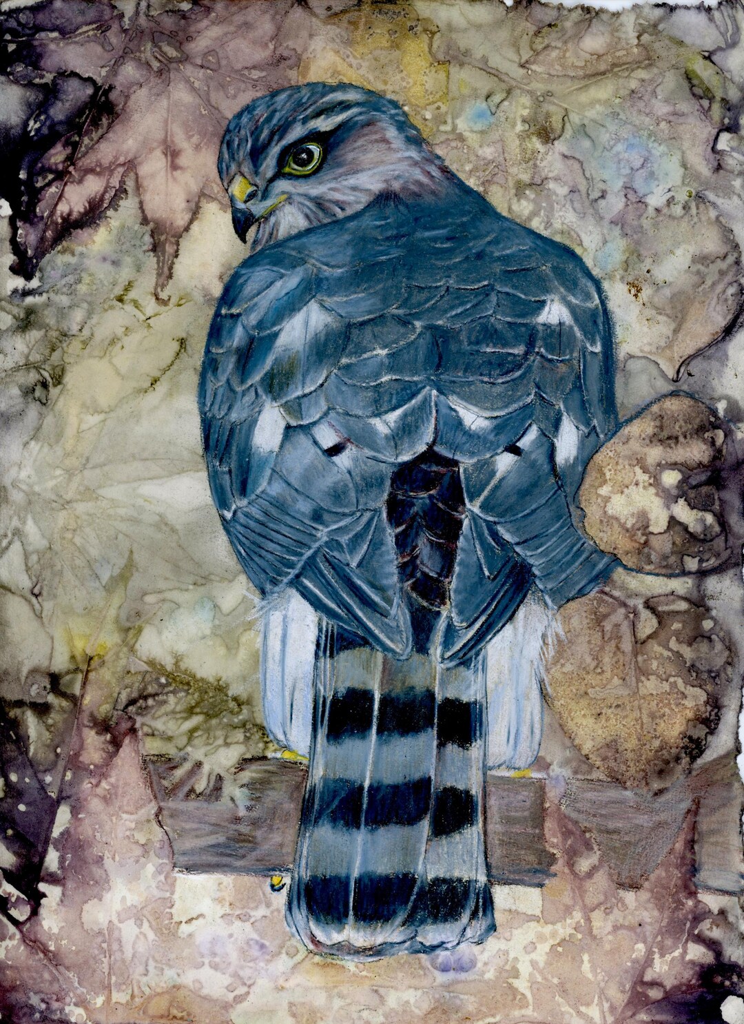 Sharp-shinned Hawk Giclee Print Matted With Black Mat - Etsy