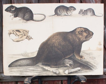 Beaver Wall Chart - Etsy