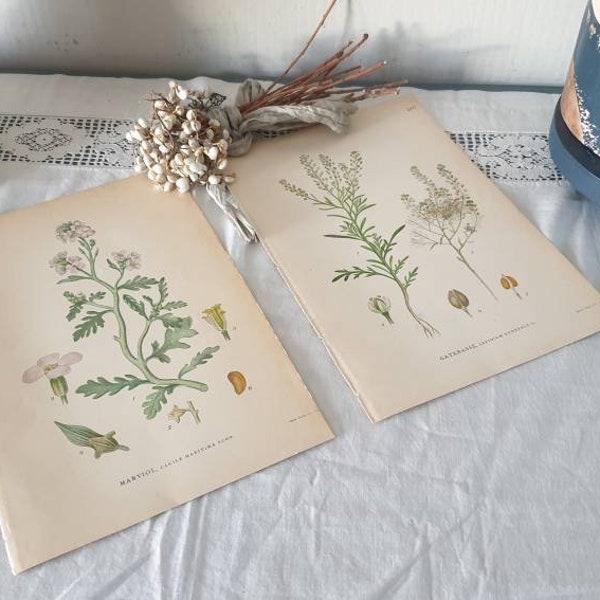 Botanical Book Plate - Etsy