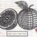 Two Styles of Apple Svg / Apple Zentangle Svg / Apple Svg / Zentangle ...