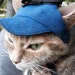 Ready to Ship. Blue Cat Hat. Cap for Cats and Kittens. Pet Photo Prop ...