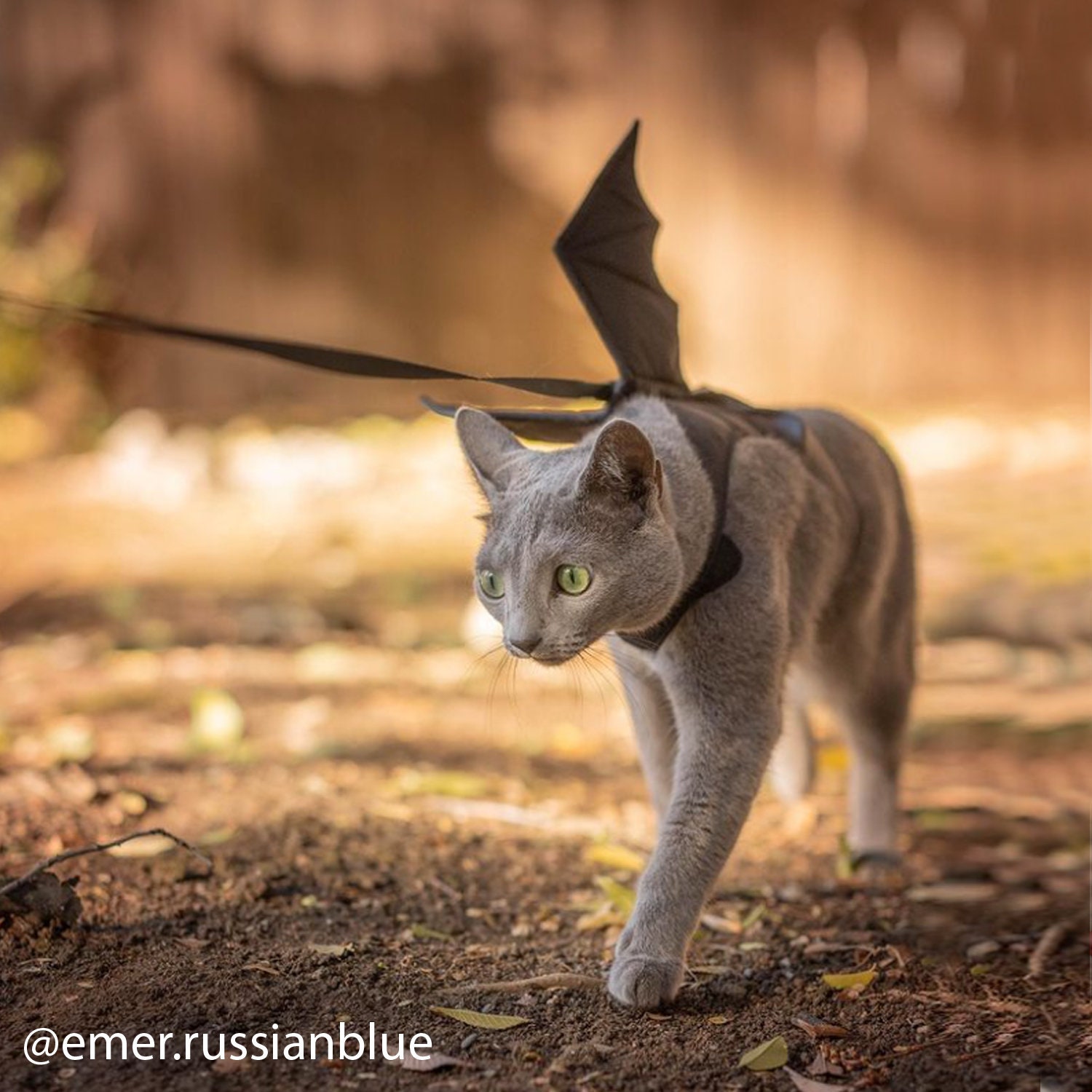 Harness & Wings. Dragon / Dracula / Bat Harness With Removable | Etsy
