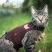 Classic Tweed Cat Walking Jacket. Burgundy Cat Harness. Escape - Etsy