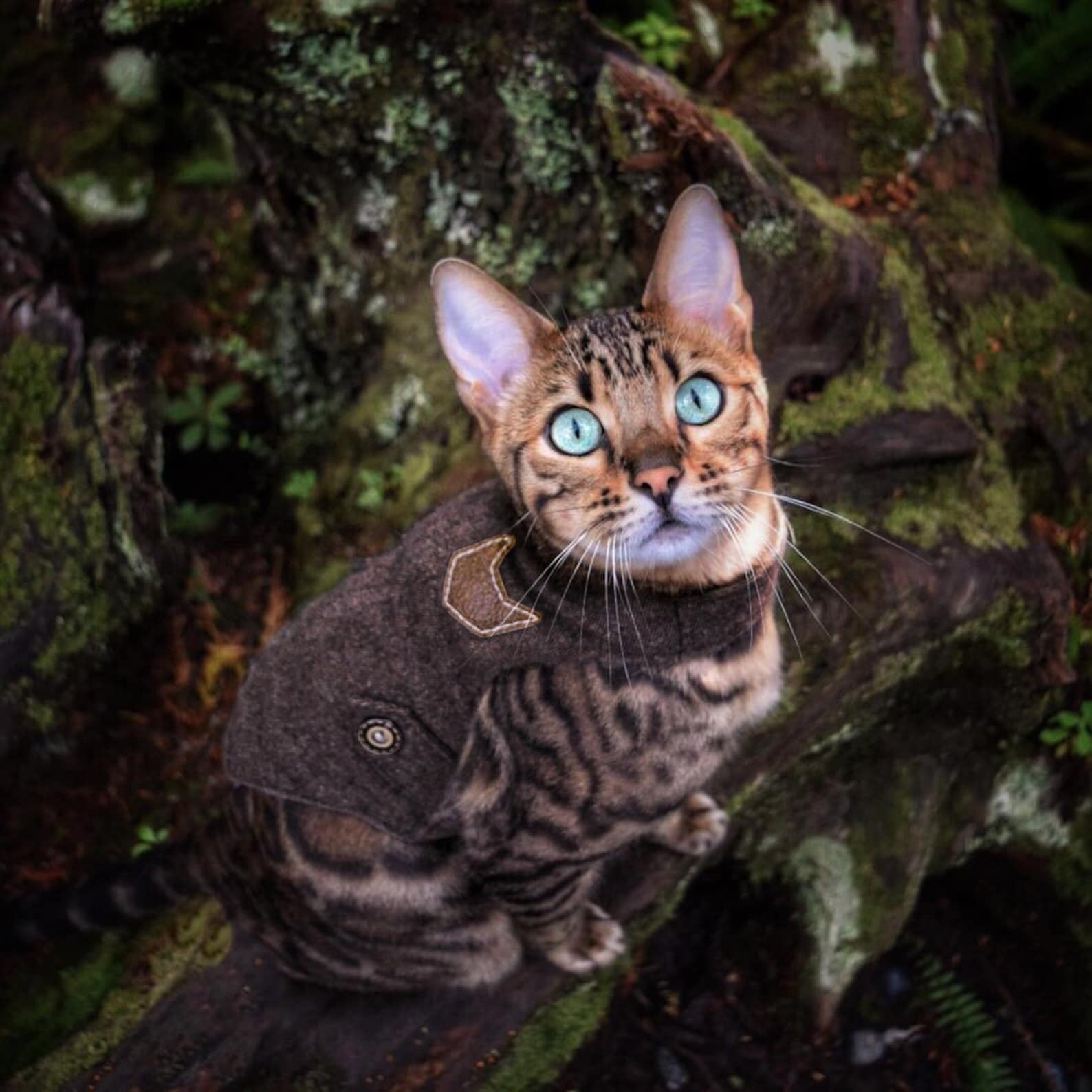 Cute Comfy Harness for Cat. Classic Tweed Cat Walking Jacket. - Etsy