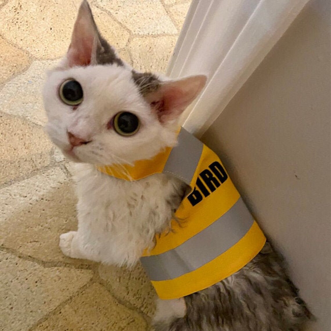 BIRD PATROL. Water-repellent Yellow Safety Cat Harness With | Etsy