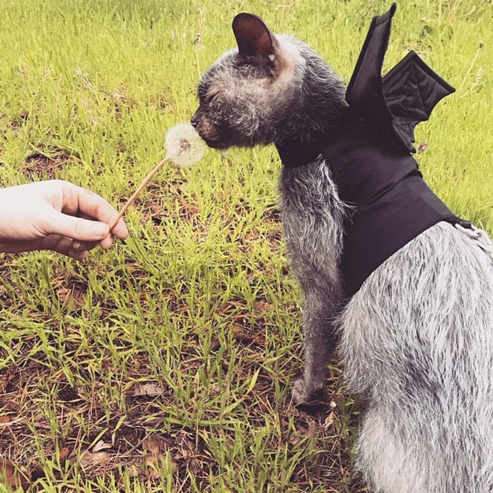 Ready to ship. Dracula / Dragon / Bat Cat Harness With | Etsy