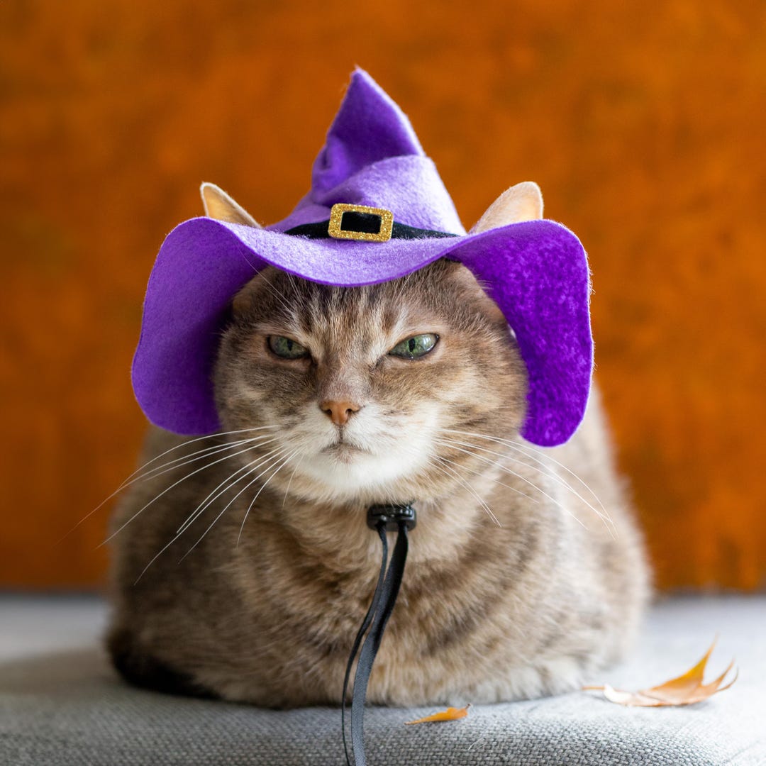 Witch Cat Hat, Halloween Photo Prop, Wizard Hat, Halloween Cat Costume ...