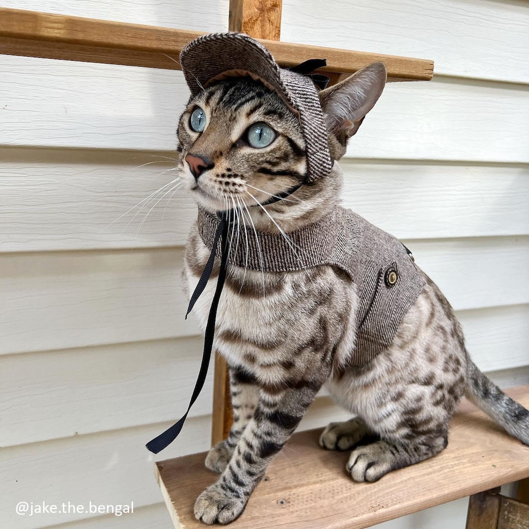 Personalized Cat Harness and Hat. Escape Proof. Tweed Harness for Vats ...